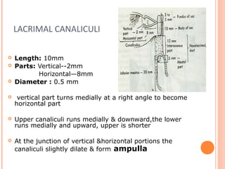Anatomy and physiology of lacrimal system | PPT