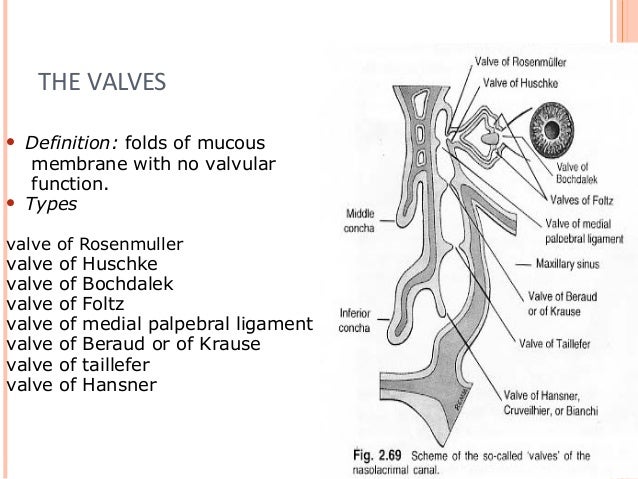 Anatomy and physiology of lacrimal system