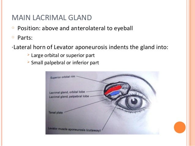 Lacrimal Sac Anatomy