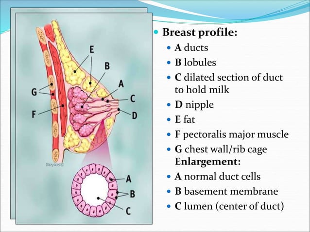 ANATOMY AND PHYSIOLOGY OF LACTATION.ppt