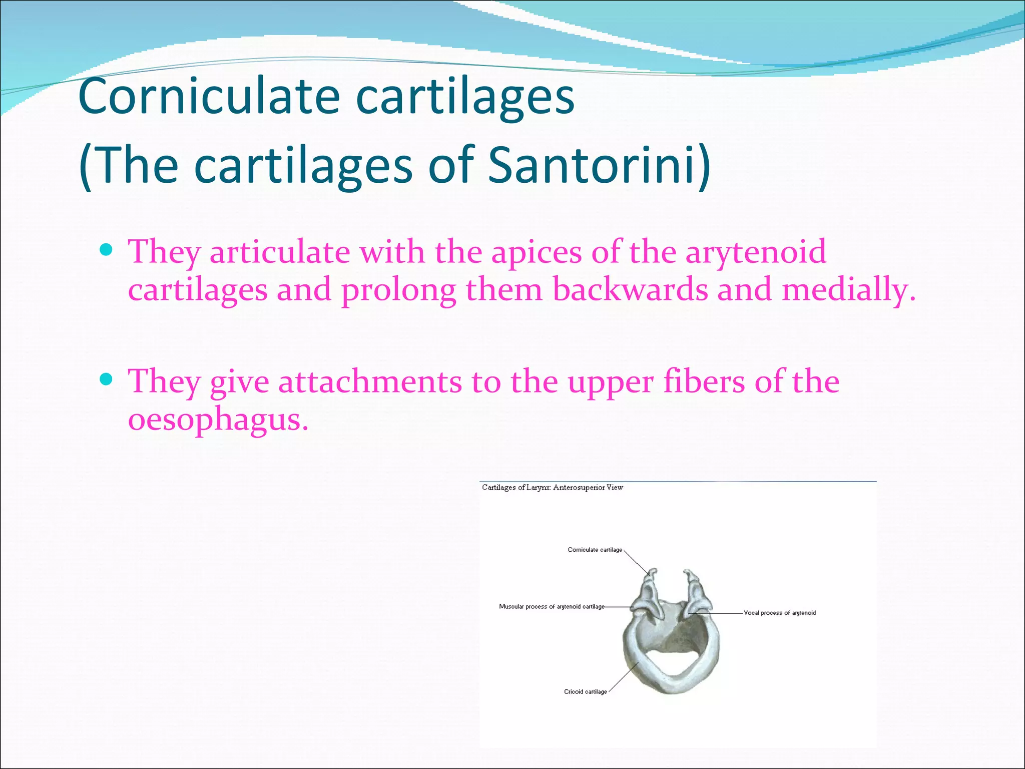 E.N.T 5th year, 1st lecture (Dr. Hiwa) | PPT