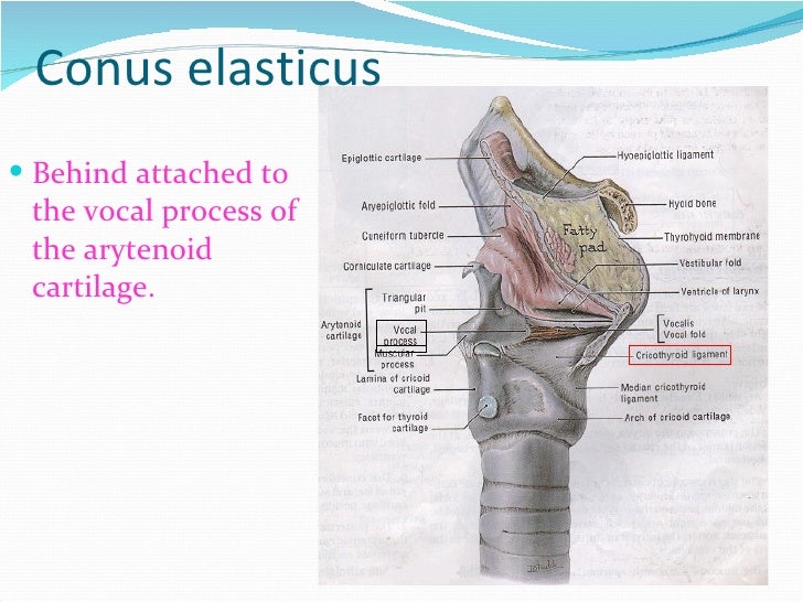 E.N.T 5th year, 1st lecture (Dr. Hiwa)