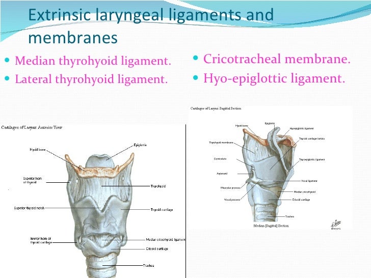 E.N.T 5th year, 1st lecture (Dr. Hiwa)