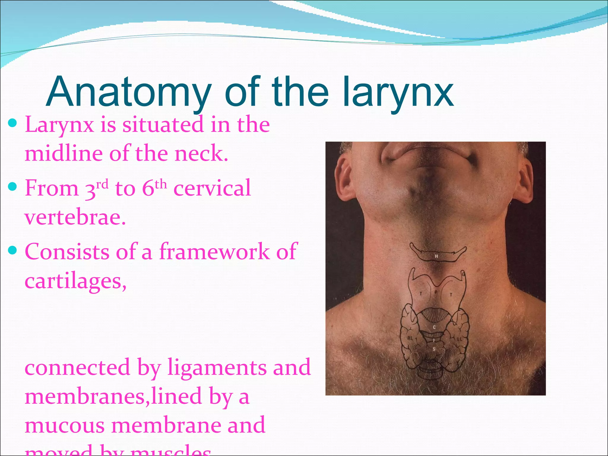 E.N.T.Anatomy and physiology of larynx.(dr.usif chalabe) | PPT