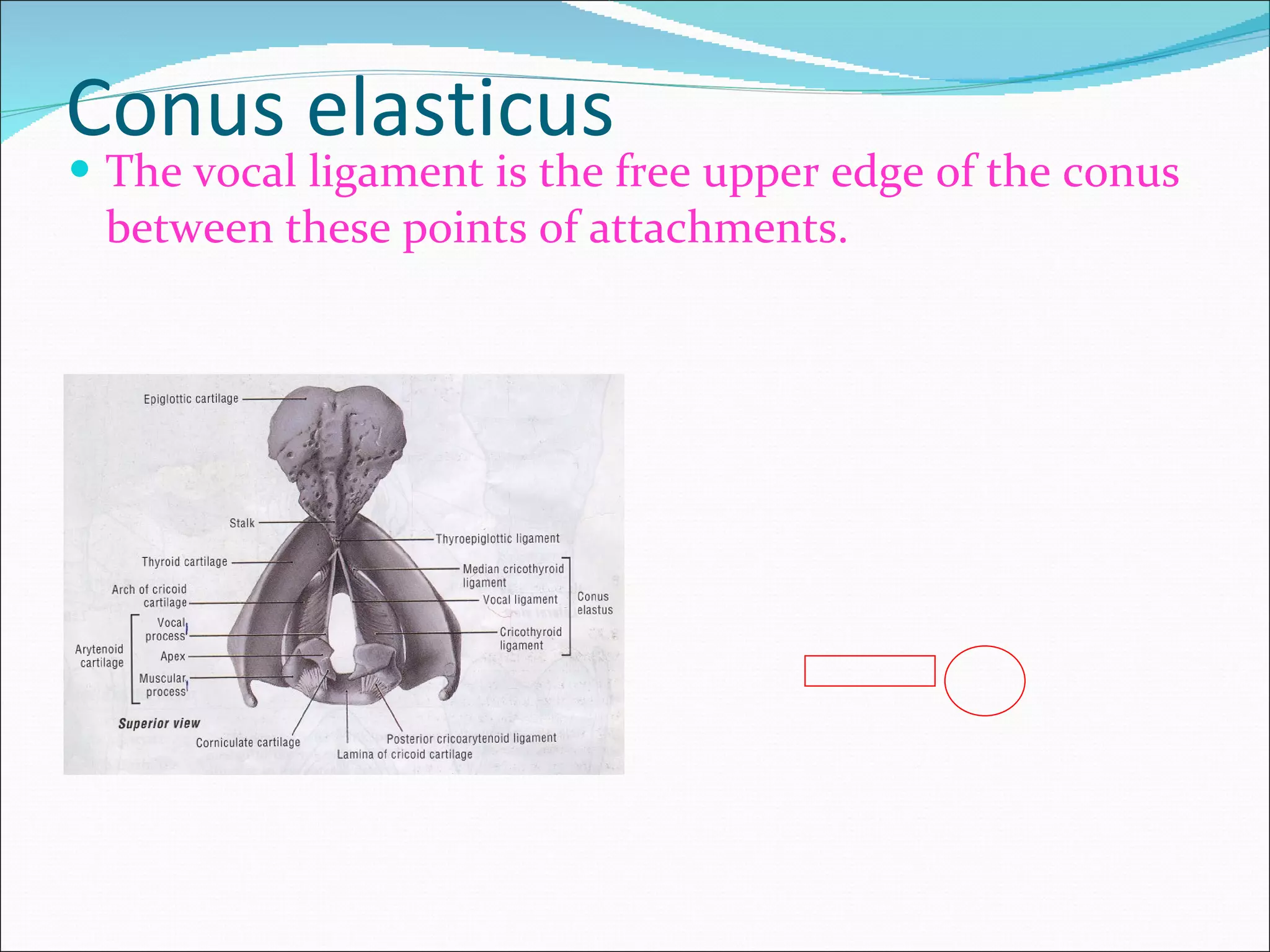 E.N.T.Anatomy and physiology of larynx.(dr.usif chalabe) | PPT