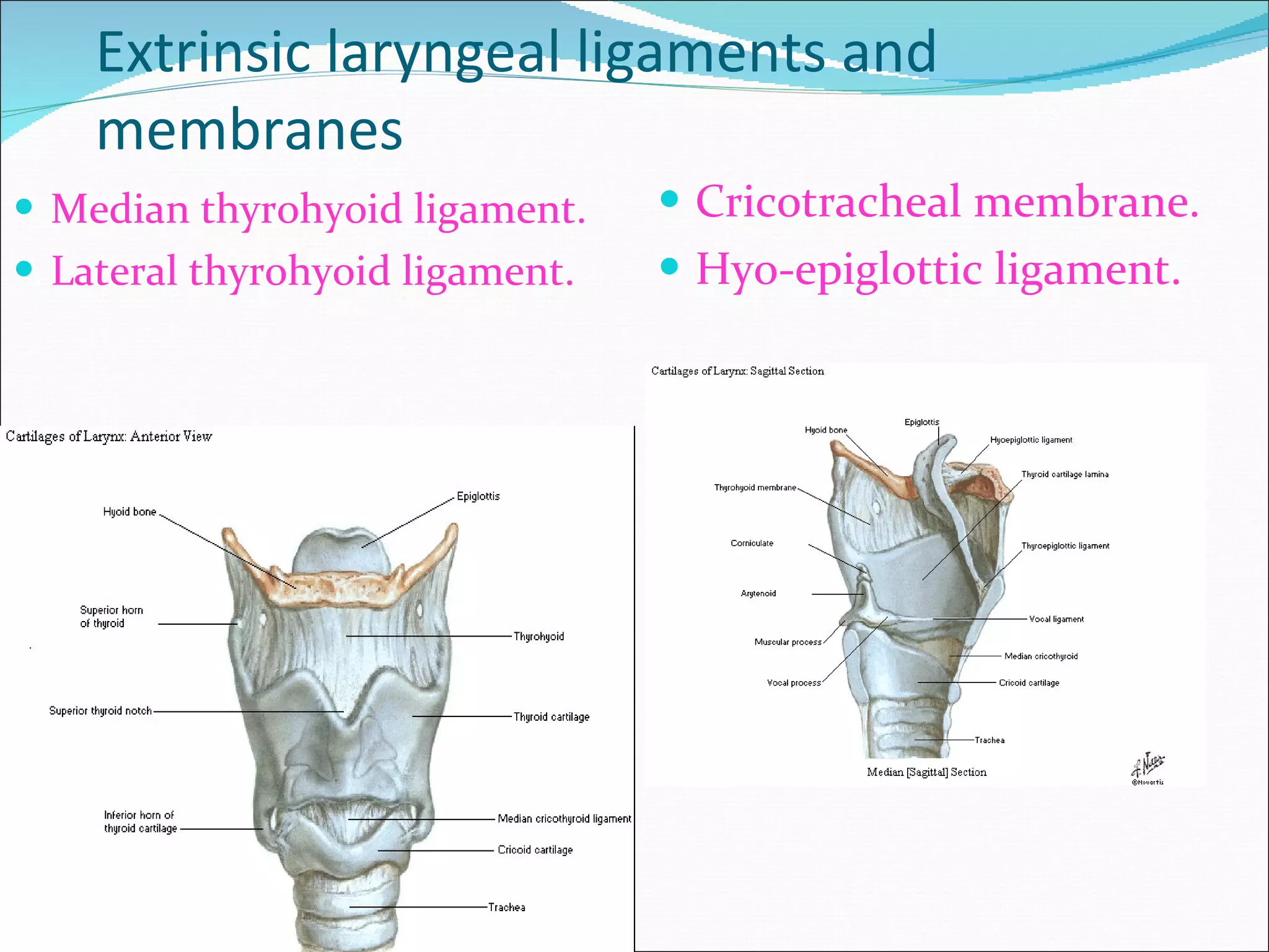 E.N.T.Anatomy and physiology of larynx.(dr.usif chalabe) | PPT