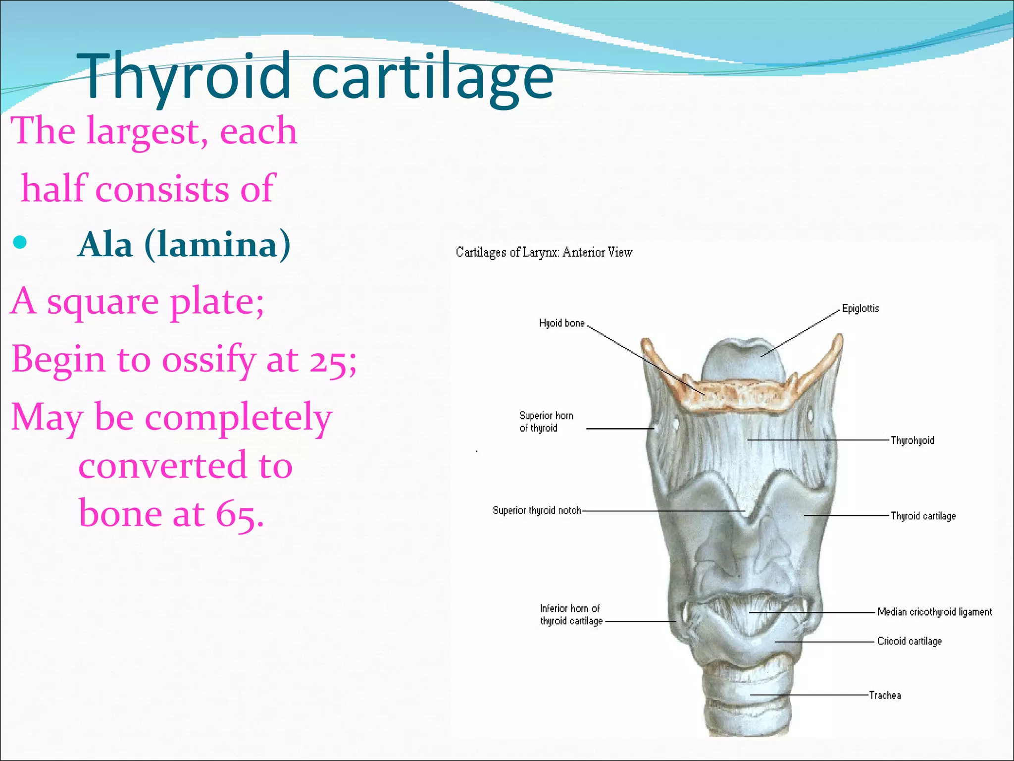 E.N.T.Anatomy and physiology of larynx.(dr.usif chalabe) | PPT