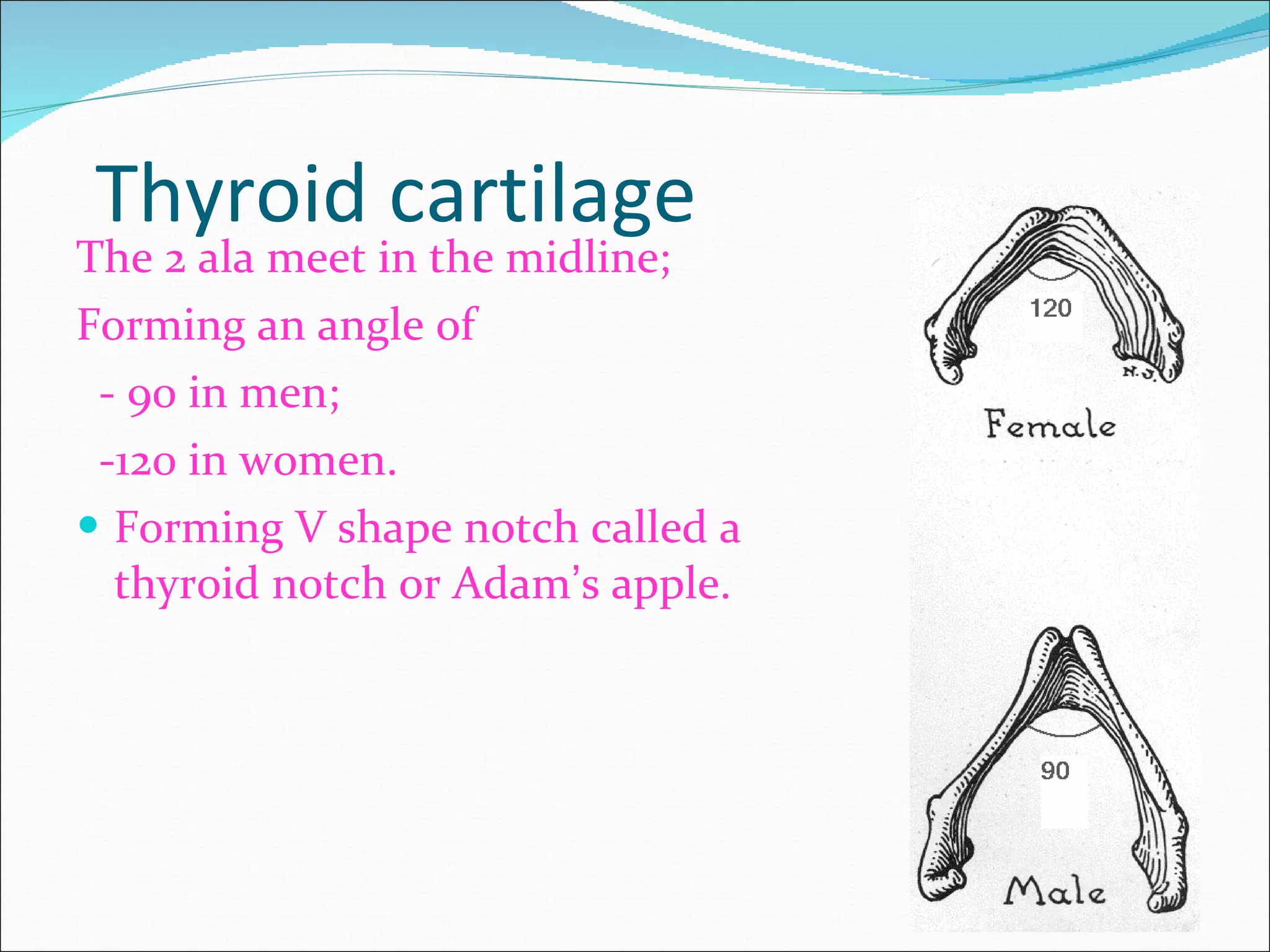 E.N.T.Anatomy and physiology of larynx.(dr.usif chalabe) | PPT