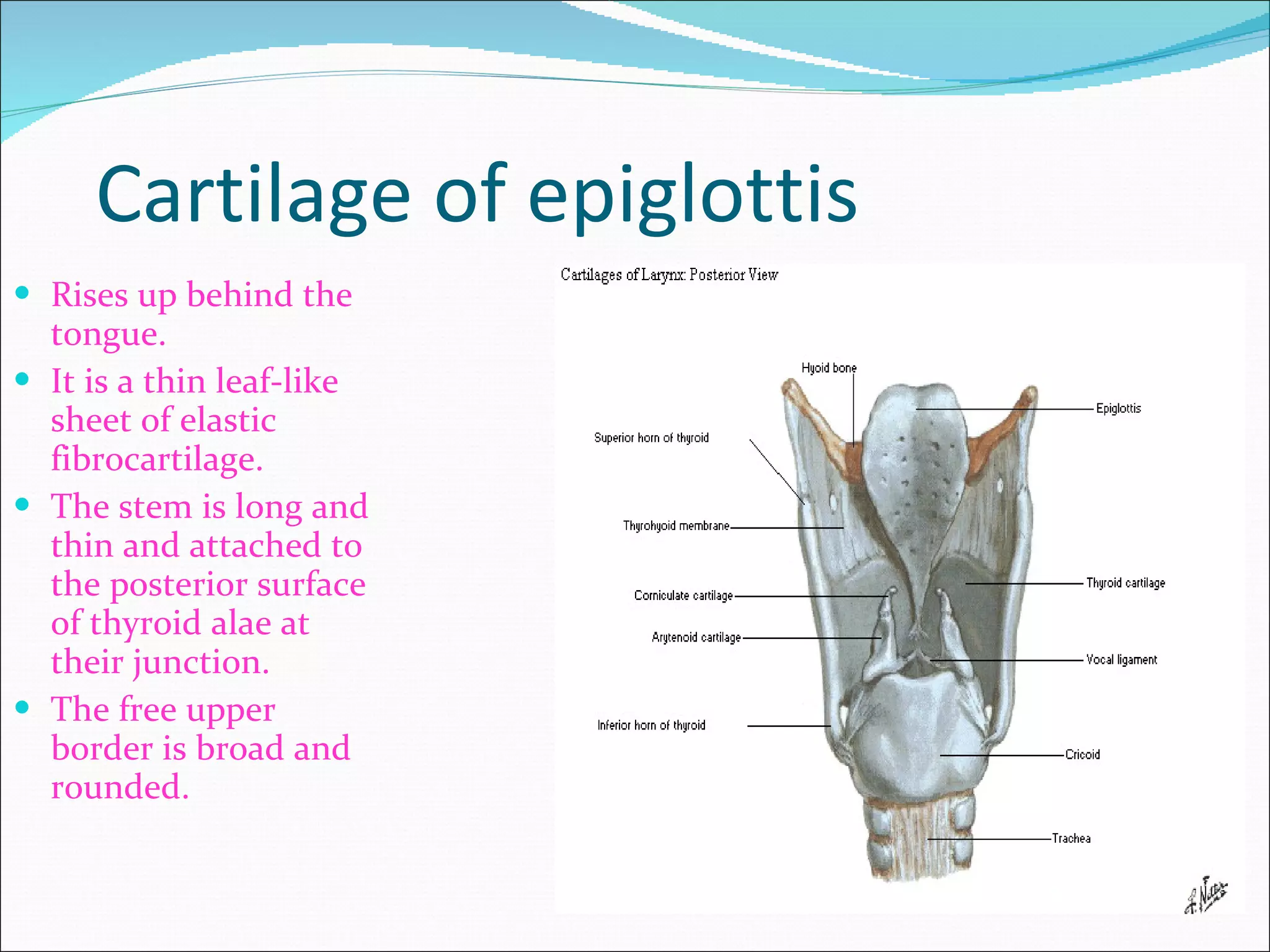 E.N.T.Anatomy and physiology of larynx.(dr.usif chalabe) | PPT