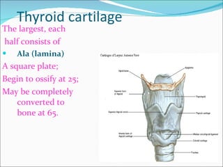 E.N.T.Anatomy and physiology of larynx.(dr.usif chalabe) | PPT