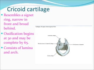 E.N.T.Anatomy and physiology of larynx.(dr.usif chalabe) | PPT