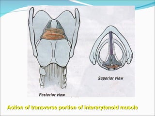 Interarytenoid Muscle