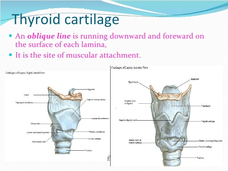 Thyroid Cartilage Surface Anatomy Larynx Anatomy & Physiology