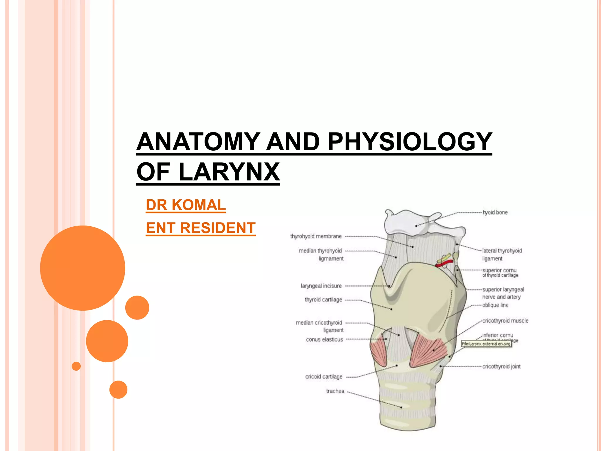 Anatomy and physiology of larynx | PPTX