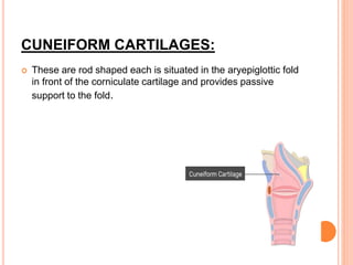 Anatomy and physiology of larynx | PPTX