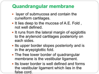 Anatomy and Physiology of larynx.pptx