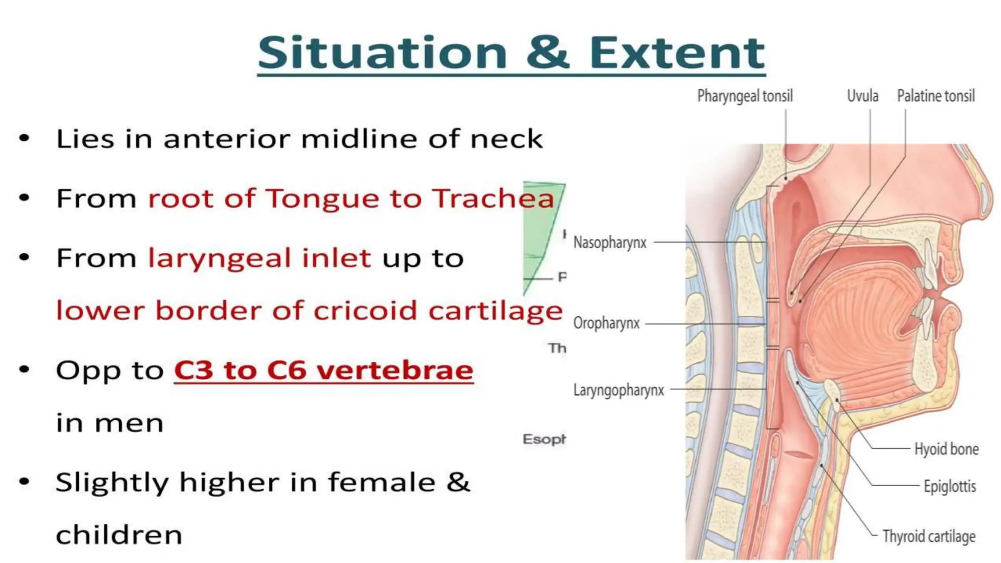 Anatomy and Physiology of larynx 3rd year MBBS.pptx