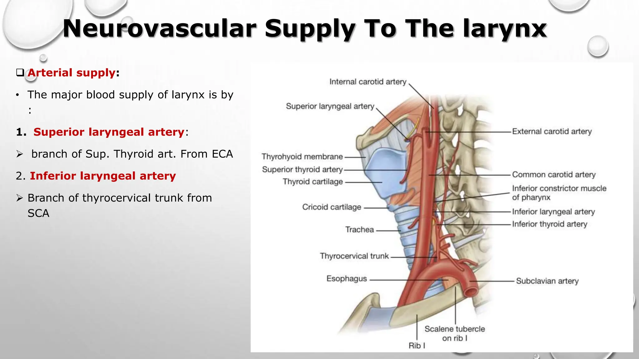 Anatomy and Physiology of larynx 3rd year MBBS.pptx