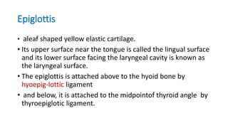 Anatomy and Physiology of larynx 3rd year MBBS.pptx