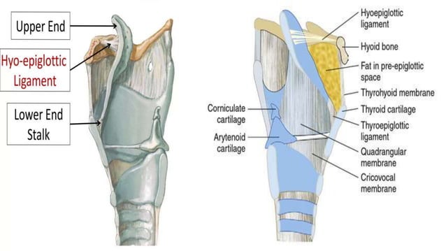 Anatomy and Physiology of larynx 3rd year MBBS.pptx