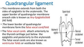 Anatomy and Physiology of larynx 3rd year MBBS.pptx