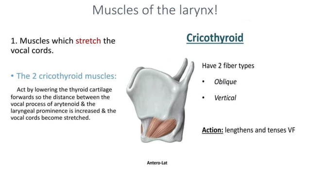Anatomy and Physiology of larynx 3rd year MBBS.pptx