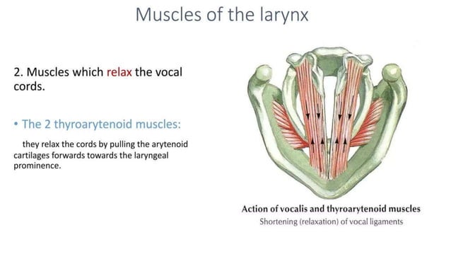 Anatomy and Physiology of larynx 3rd year MBBS.pptx