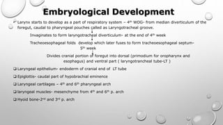 Anatomy and Physiology of larynx 3rd year MBBS.pptx