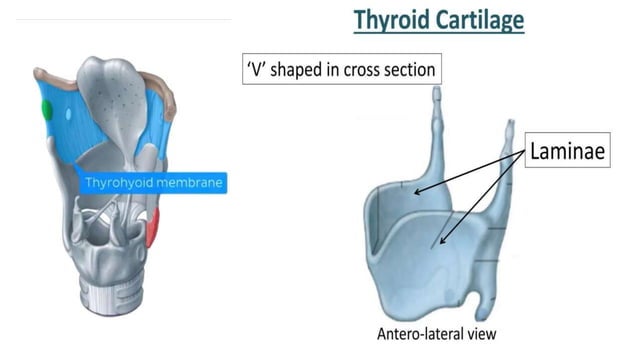 Anatomy and Physiology of larynx 3rd year MBBS.pptx