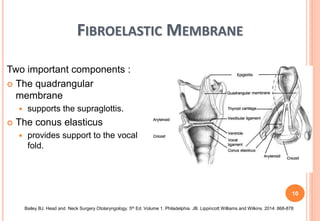 Anatomy and physiology of larynx Revy.pptx
