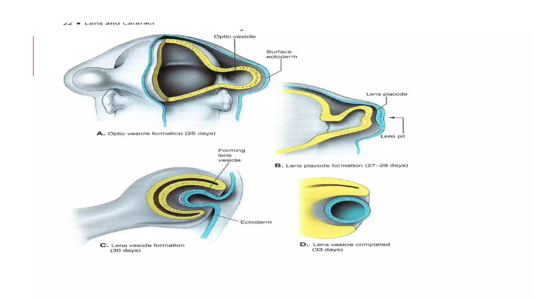 Anatomy and physiology of lens | PPTX