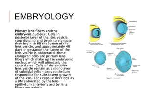 Anatomy and physiology of lens | PPTX