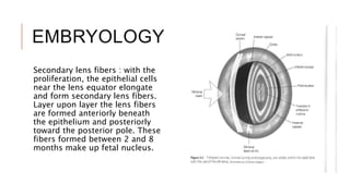 Anatomy and physiology of lens | PPTX
