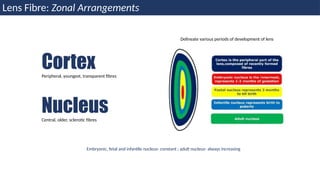 Anatomy and physiology of Lens. power point | PPTX