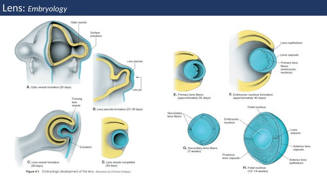 Anatomy and physiology of Lens. power point | PPT