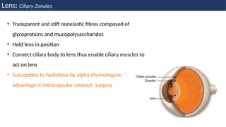 Anatomy and physiology of Lens. power point | PPTX