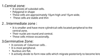 Anatomy and Physiology of Lens.pptx mmmm | PPTX