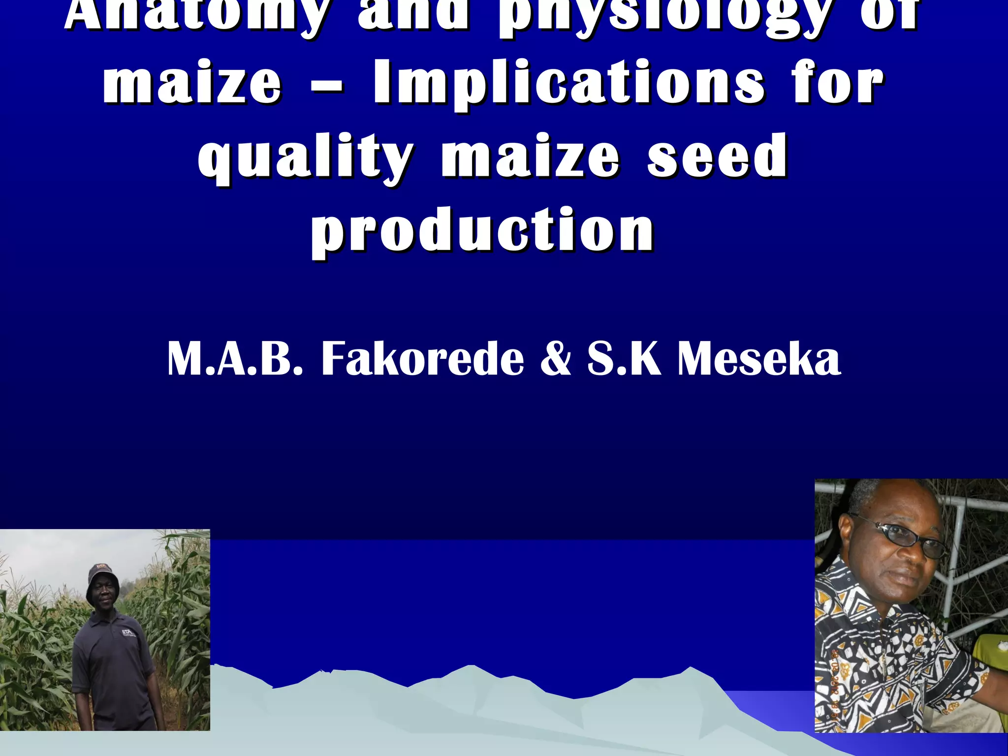 Anatomy and physiology of maize - Implications for quality maize seed ...