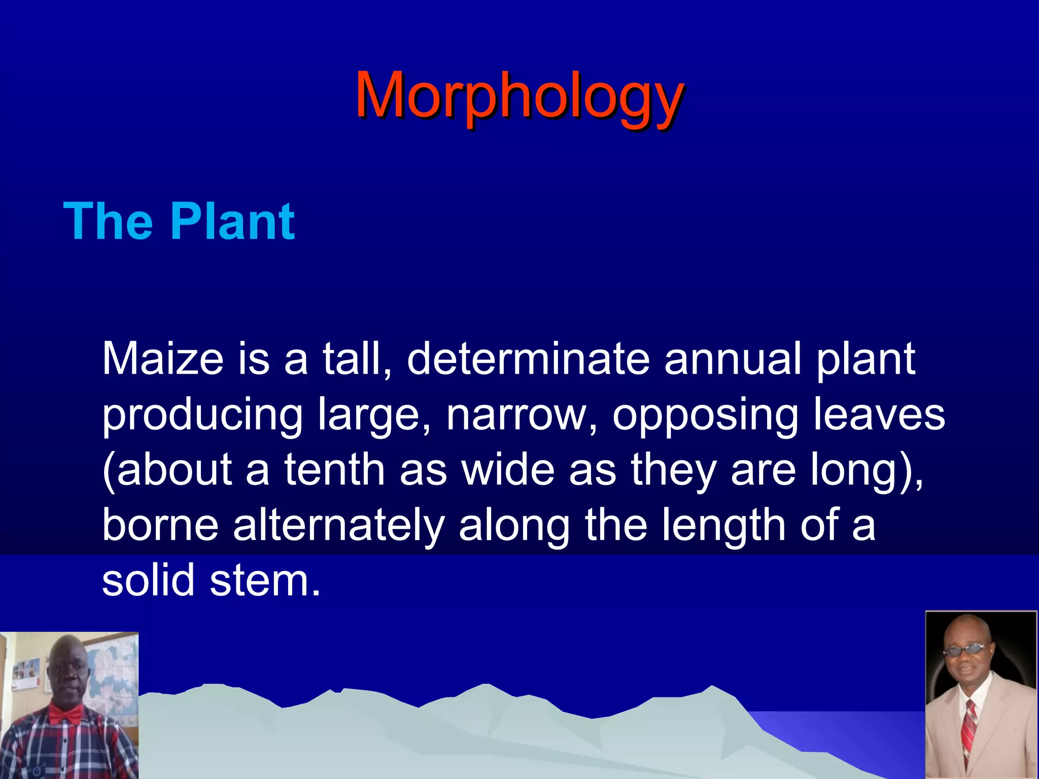 Anatomy and physiology of maize - Implications for quality maize seed ...