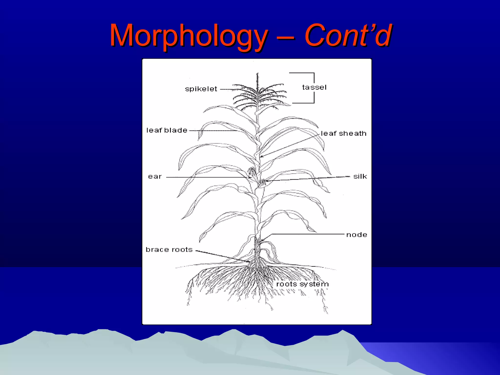 Anatomy and physiology of maize - Implications for quality maize seed ...