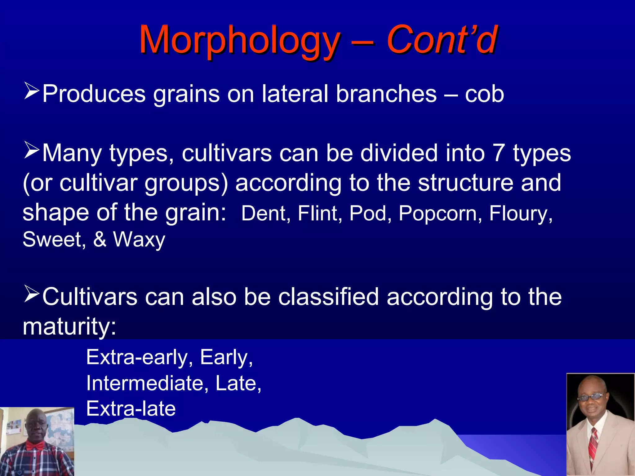 Anatomy and physiology of maize - Implications for quality maize seed ...