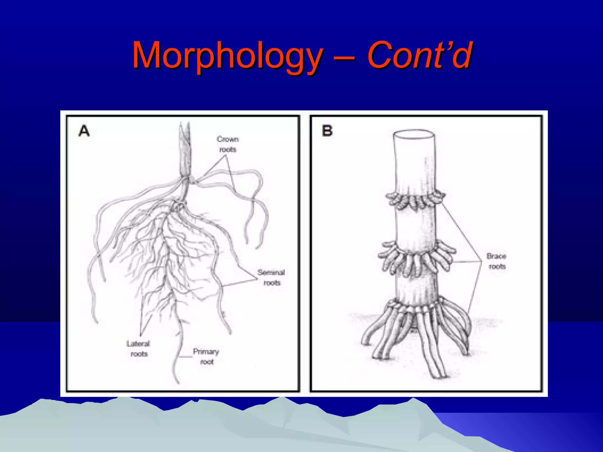 Anatomy and physiology of maize - Implications for quality maize seed ...