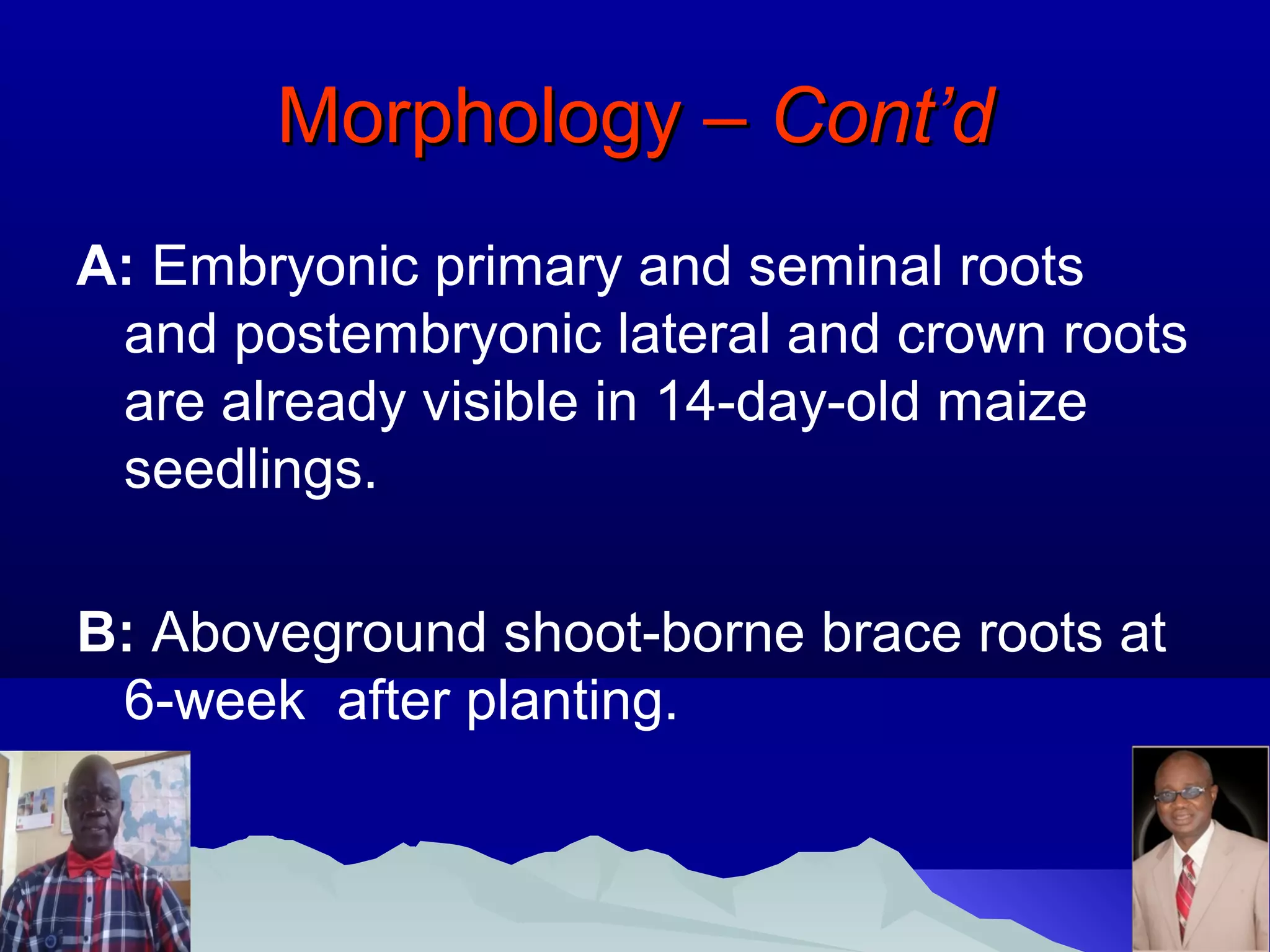 Anatomy and physiology of maize - Implications for quality maize seed ...