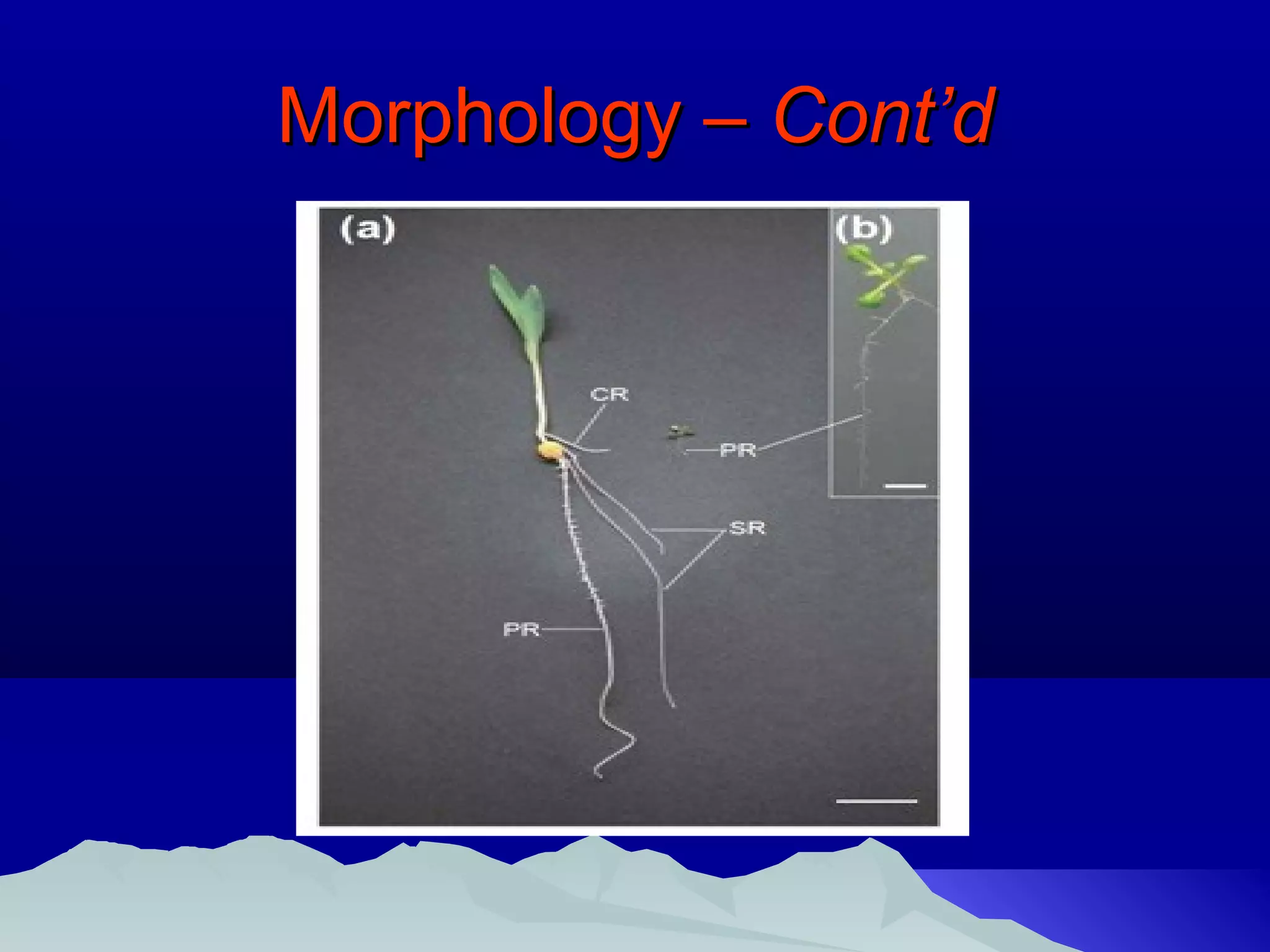 Anatomy and physiology of maize - Implications for quality maize seed ...