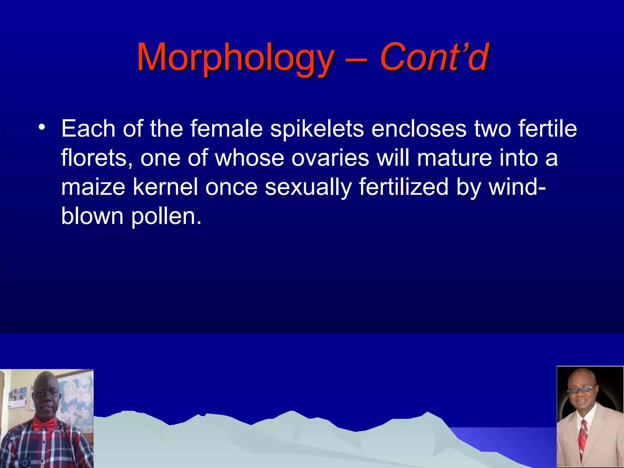 Anatomy and physiology of maize - Implications for quality maize seed ...