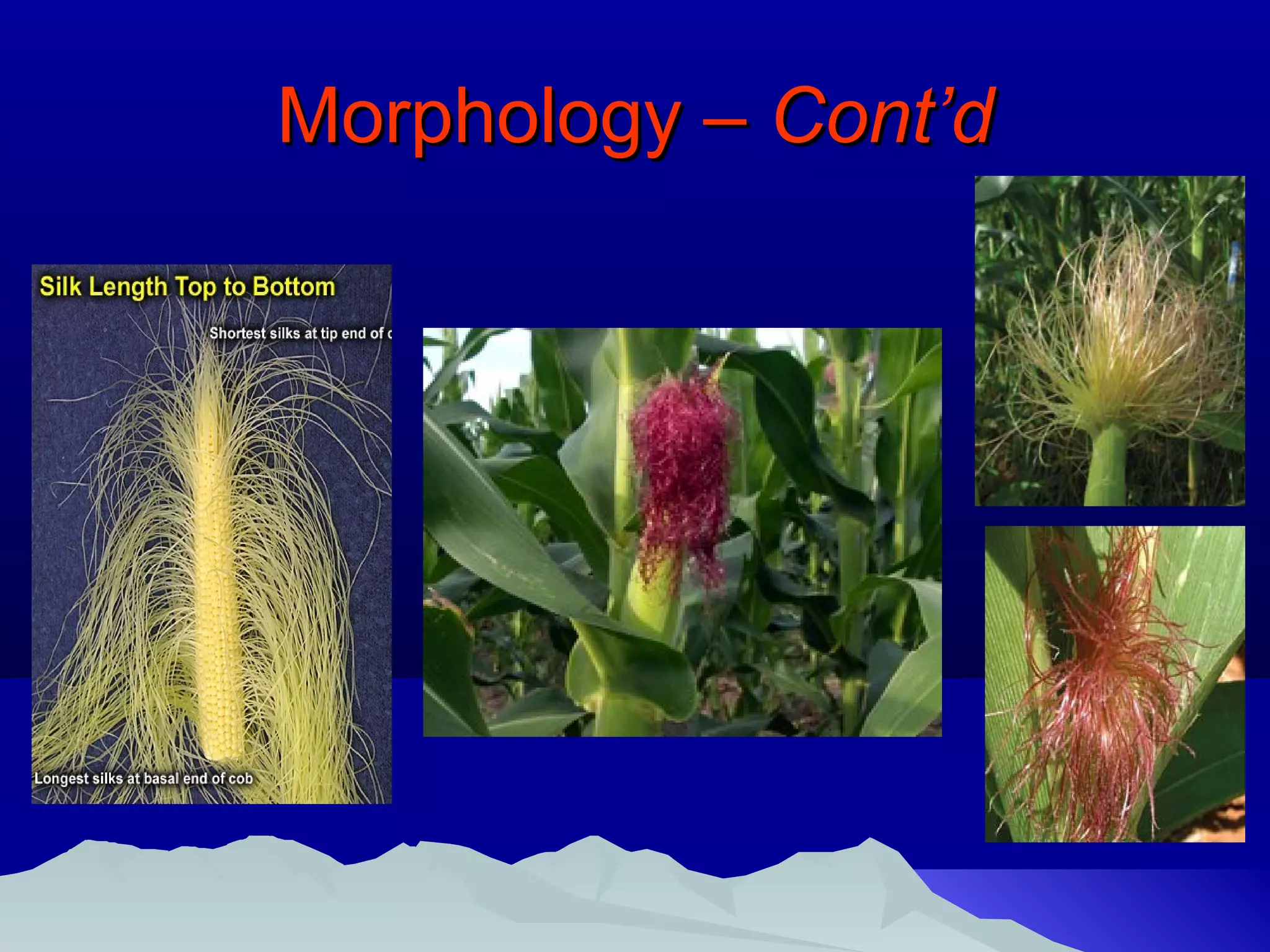 Anatomy and physiology of maize - Implications for quality maize seed ...
