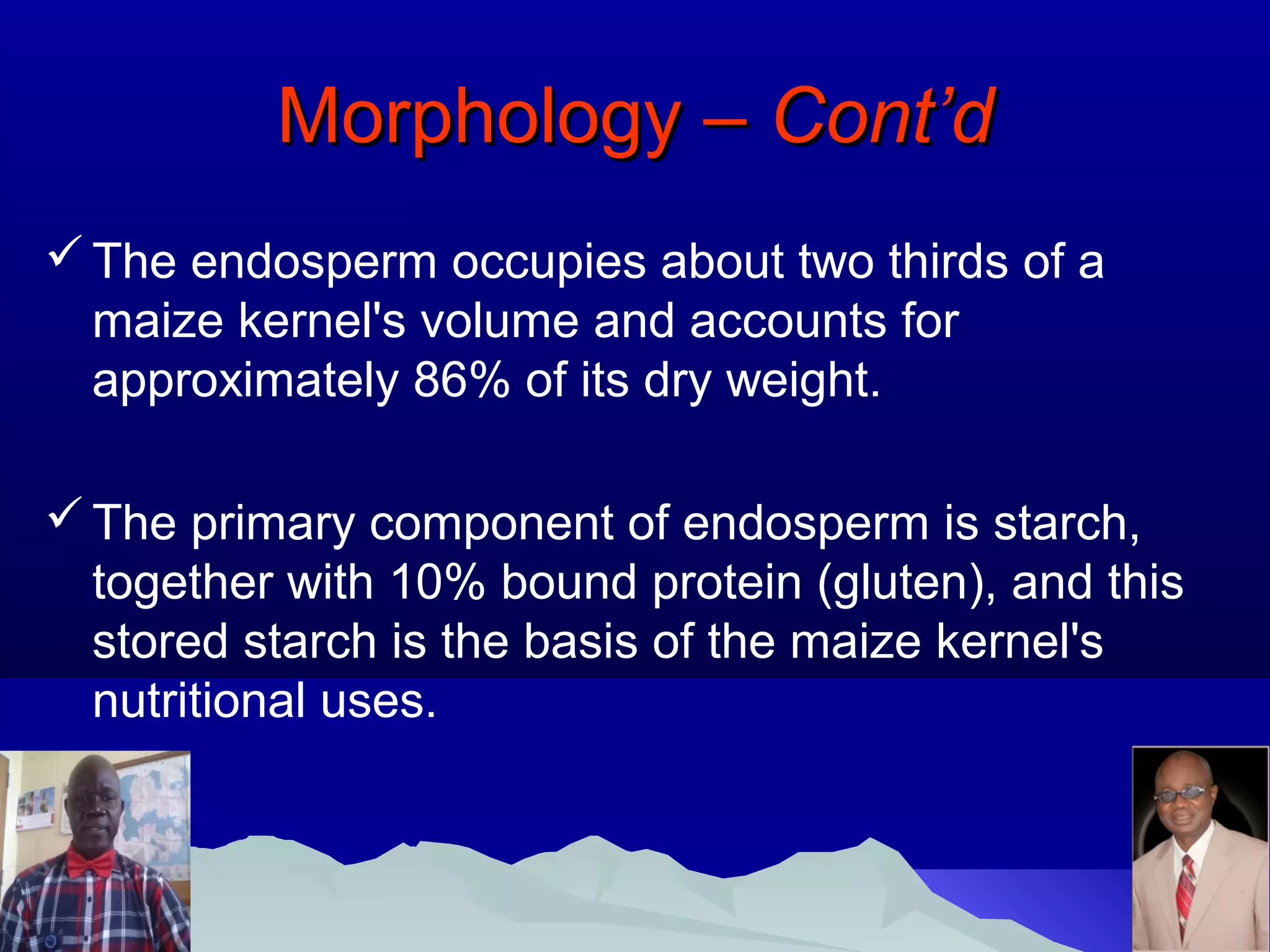 Anatomy and physiology of maize - Implications for quality maize seed ...
