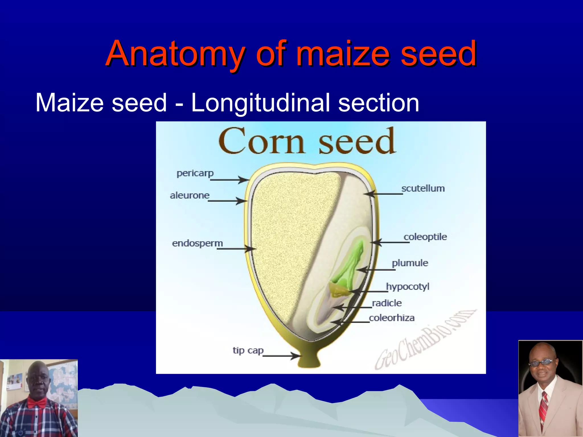 Anatomy and physiology of maize - Implications for quality maize seed ...