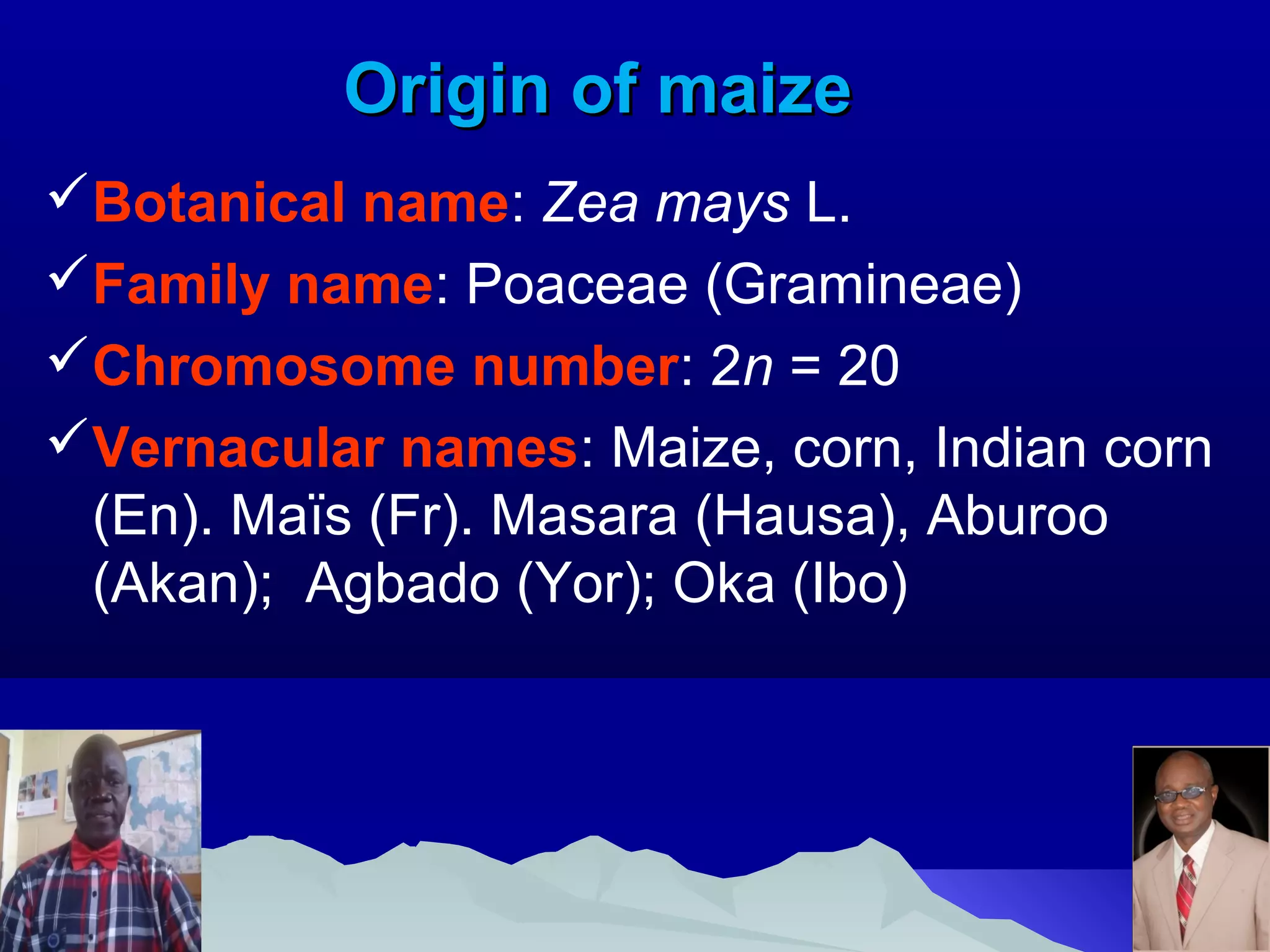 Anatomy and physiology of maize - Implications for quality maize seed ...