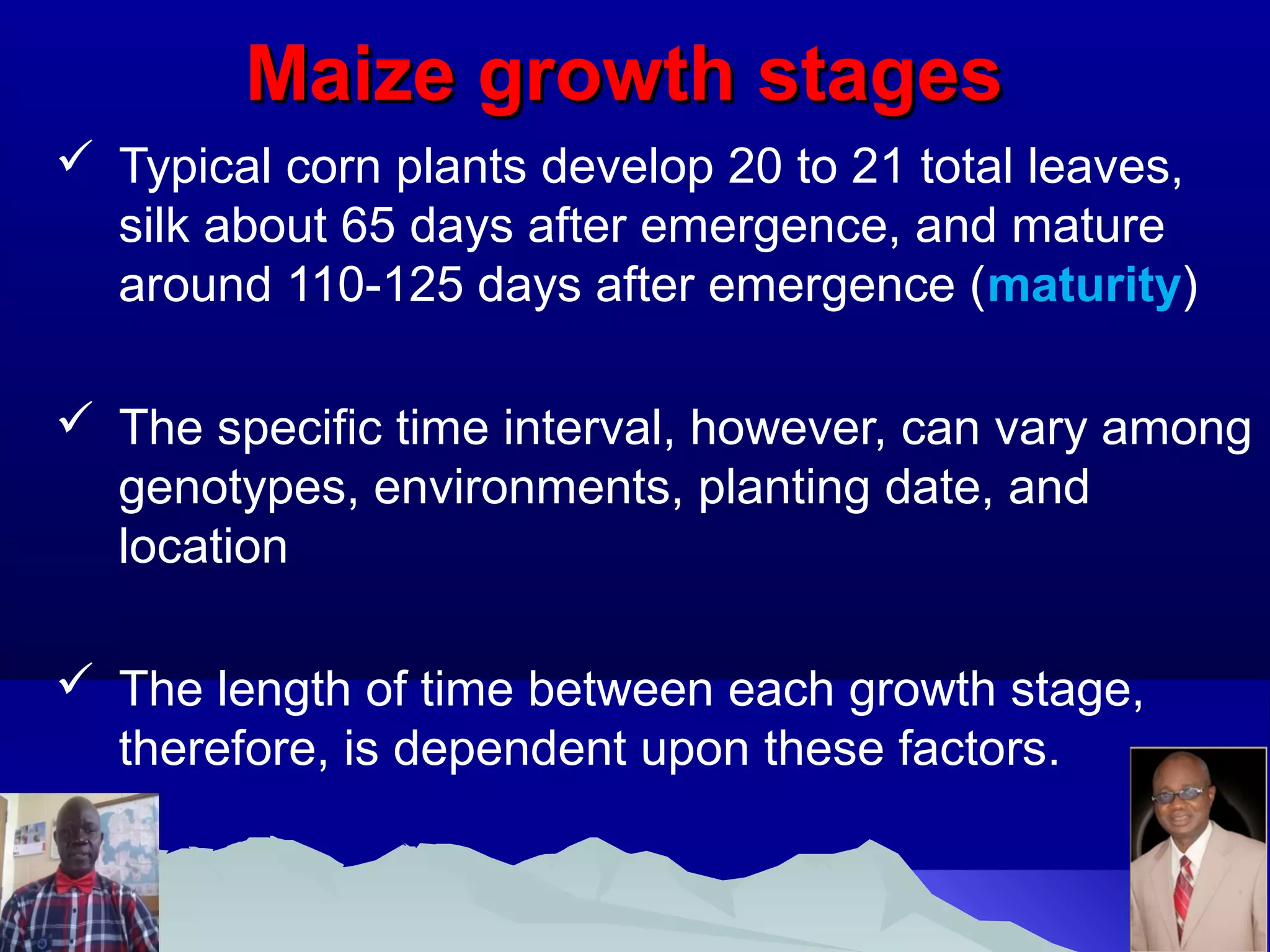 Anatomy and physiology of maize - Implications for quality maize seed ...